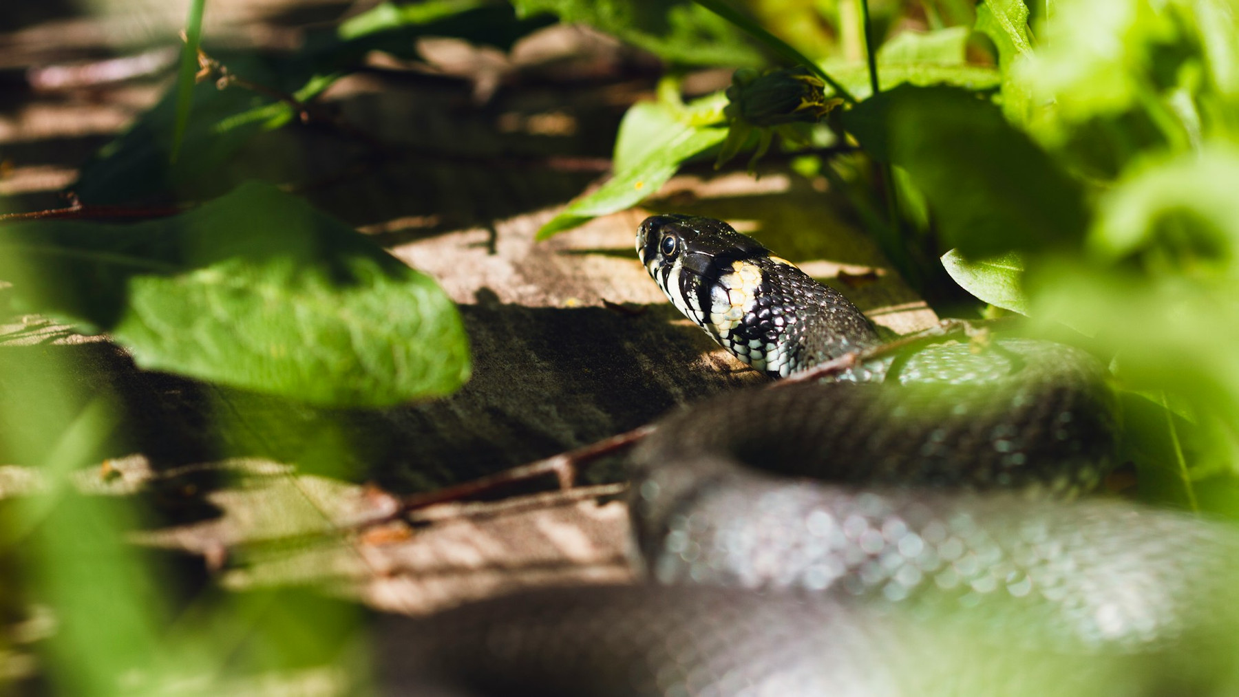 Lighten your Python image with Docker multi-stage builds - Gab's Notes
